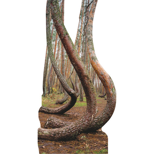 Wet Paint Printing SP13152 Crooked Forest Pine Trees Poland Cardboard ...