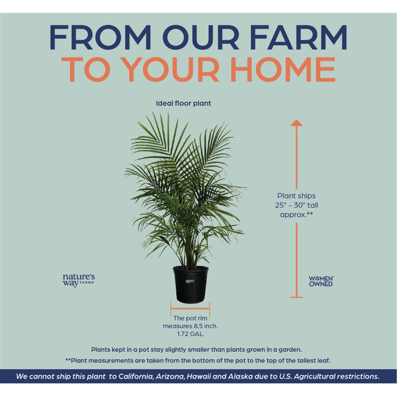 Natures Way Farms Nature's Way Farms Majesty Palm Live Plant 25-30 ...