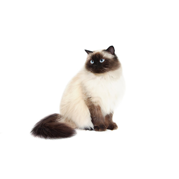 Ebern Designs Cat by Adisa - Wrapped Canvas Art Prints | Wayfair.co.uk