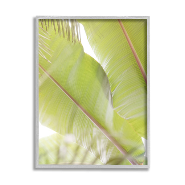Stupell Industries " Tropical Palm Modern View " by Lynann Colligan ...