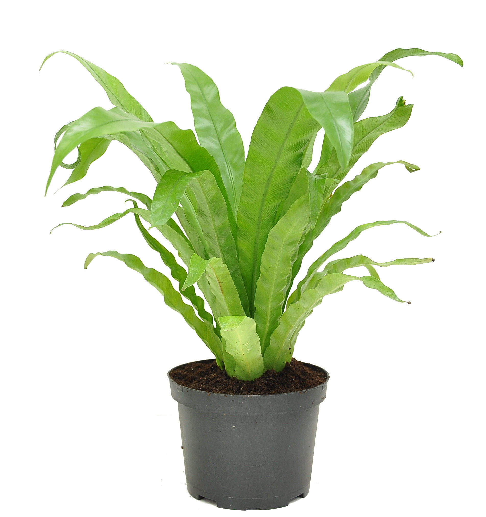 Costa Farms Indoor Bird's Nest Fern House Plant in 6-inch Grow Pot ...