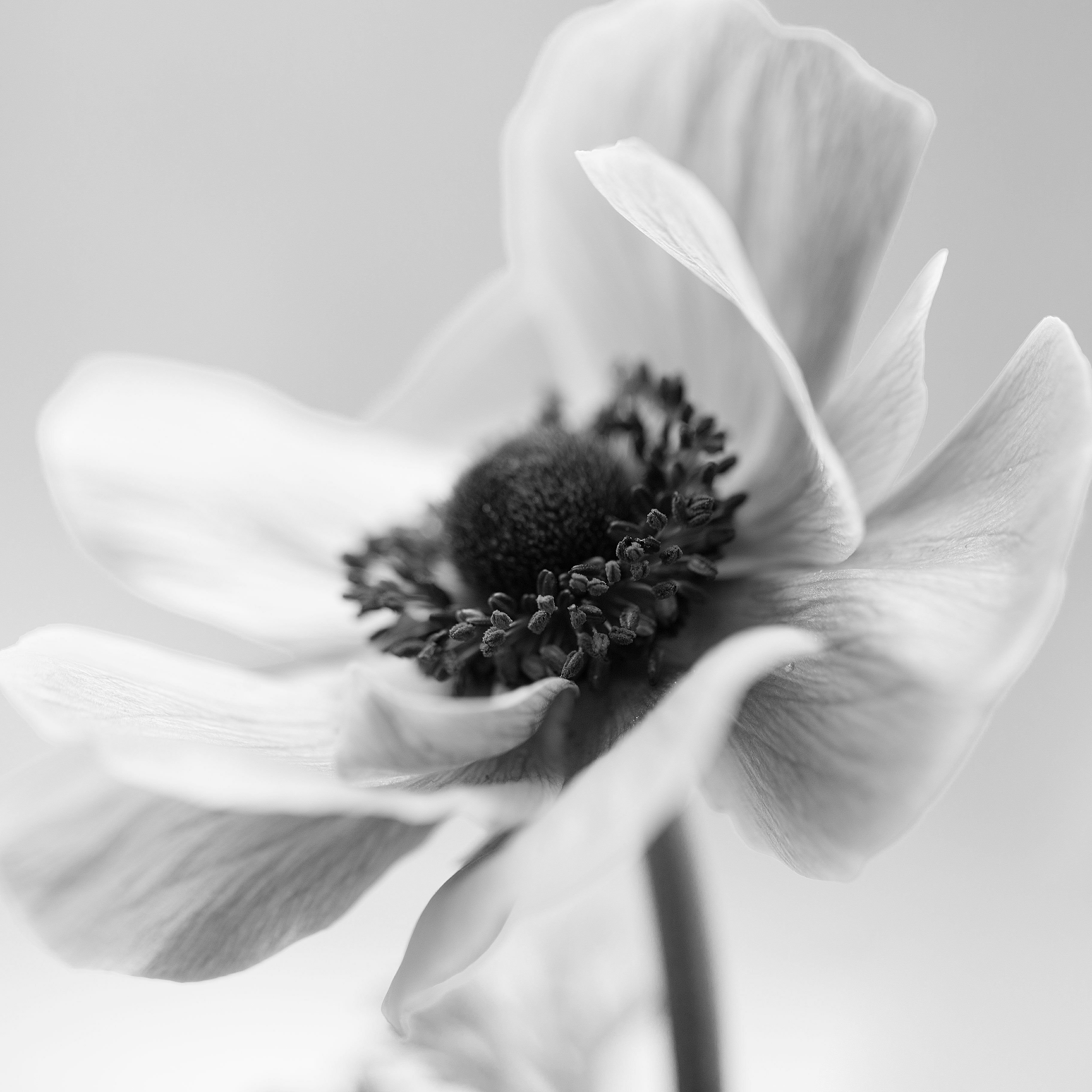 Winston Porter Picture Of A Pretty Flower by - Wrapped Canvas ...