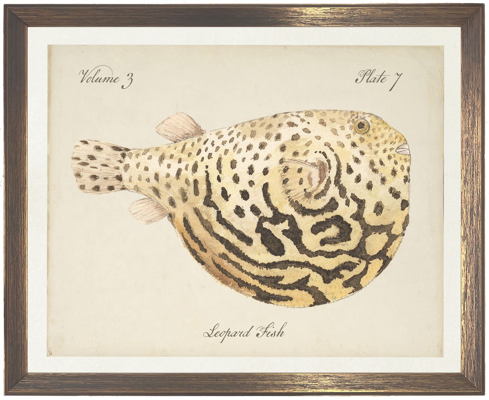 Highland Dunes Vintage Leopard Fish On Paper Print - Wayfair Canada