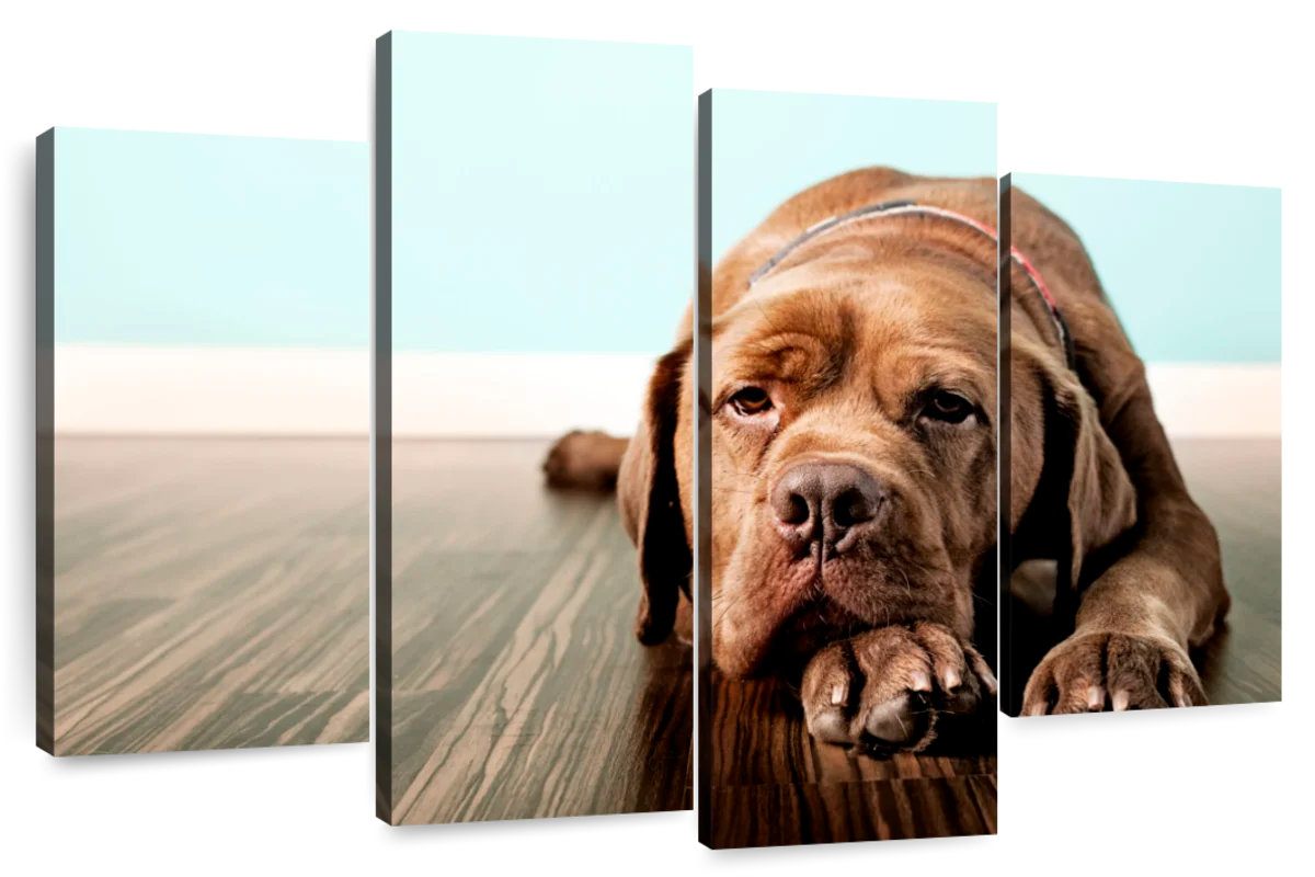 Red Barrel Studio® Bored French Mastiff Dog | Wayfair