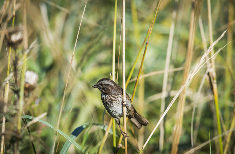 Latitude Run® Song Sparrow (Melospiza Melodia) Perches On A Plant ...