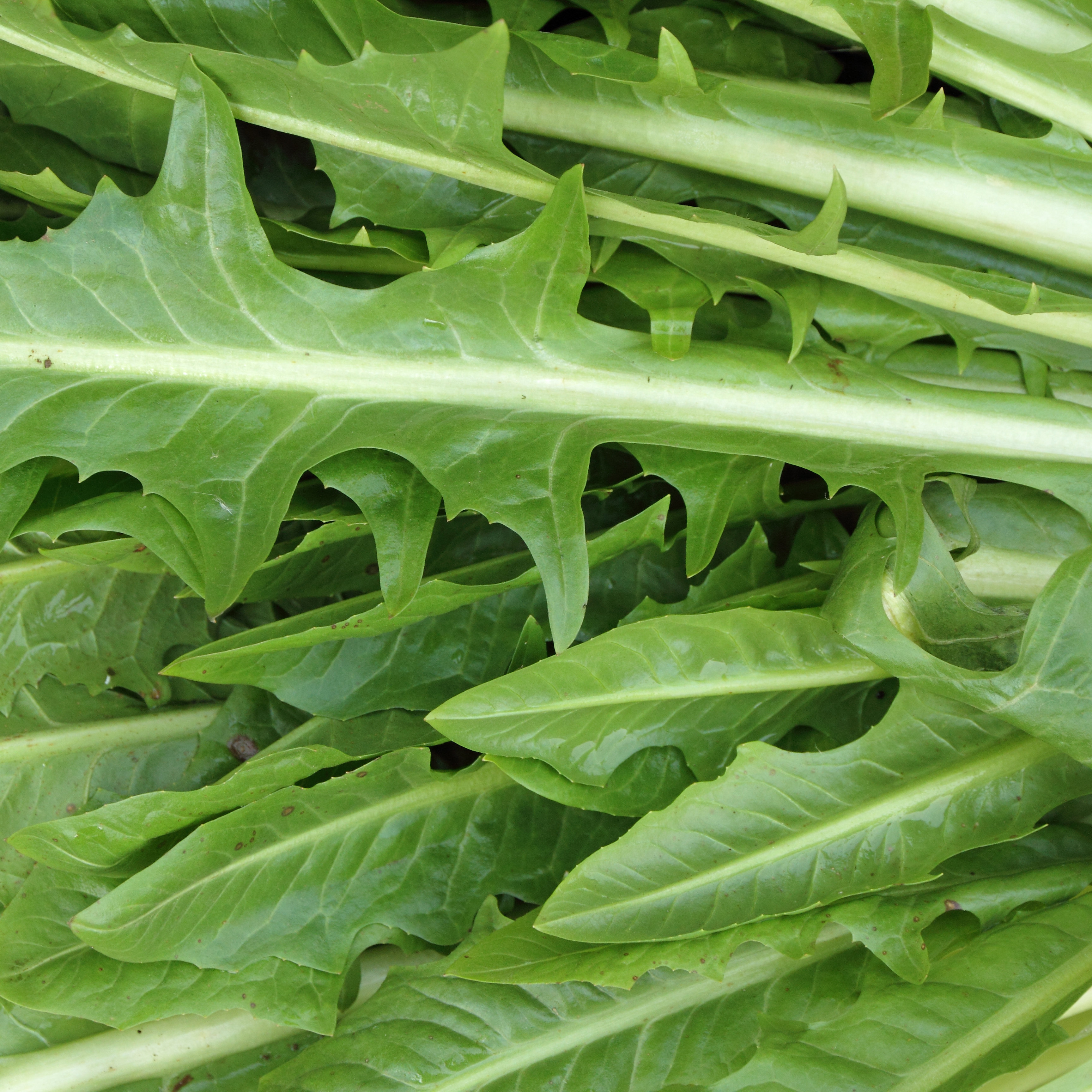 Ebern Designs Green Chicory Foliage - Wrapped Canvas Photograph | Wayfair