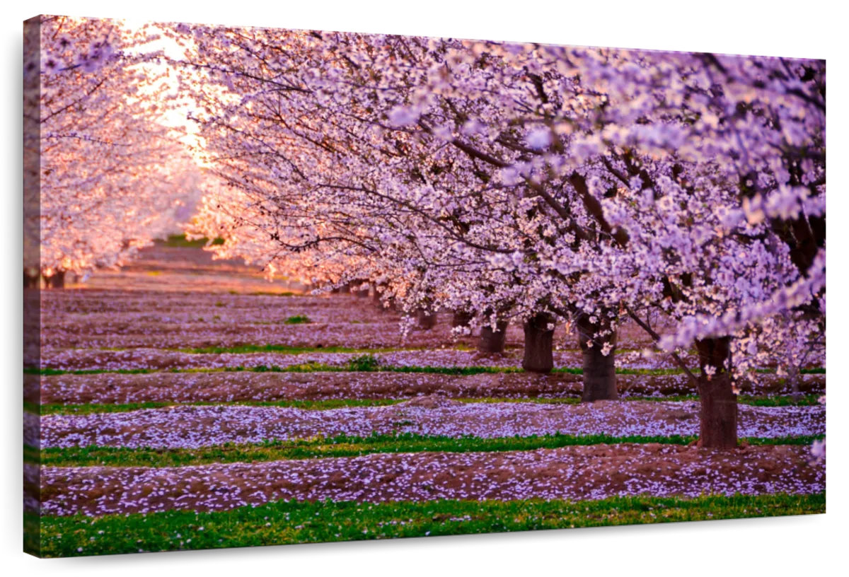 Millwood Pines Alvord California Sakura Trees | Wayfair