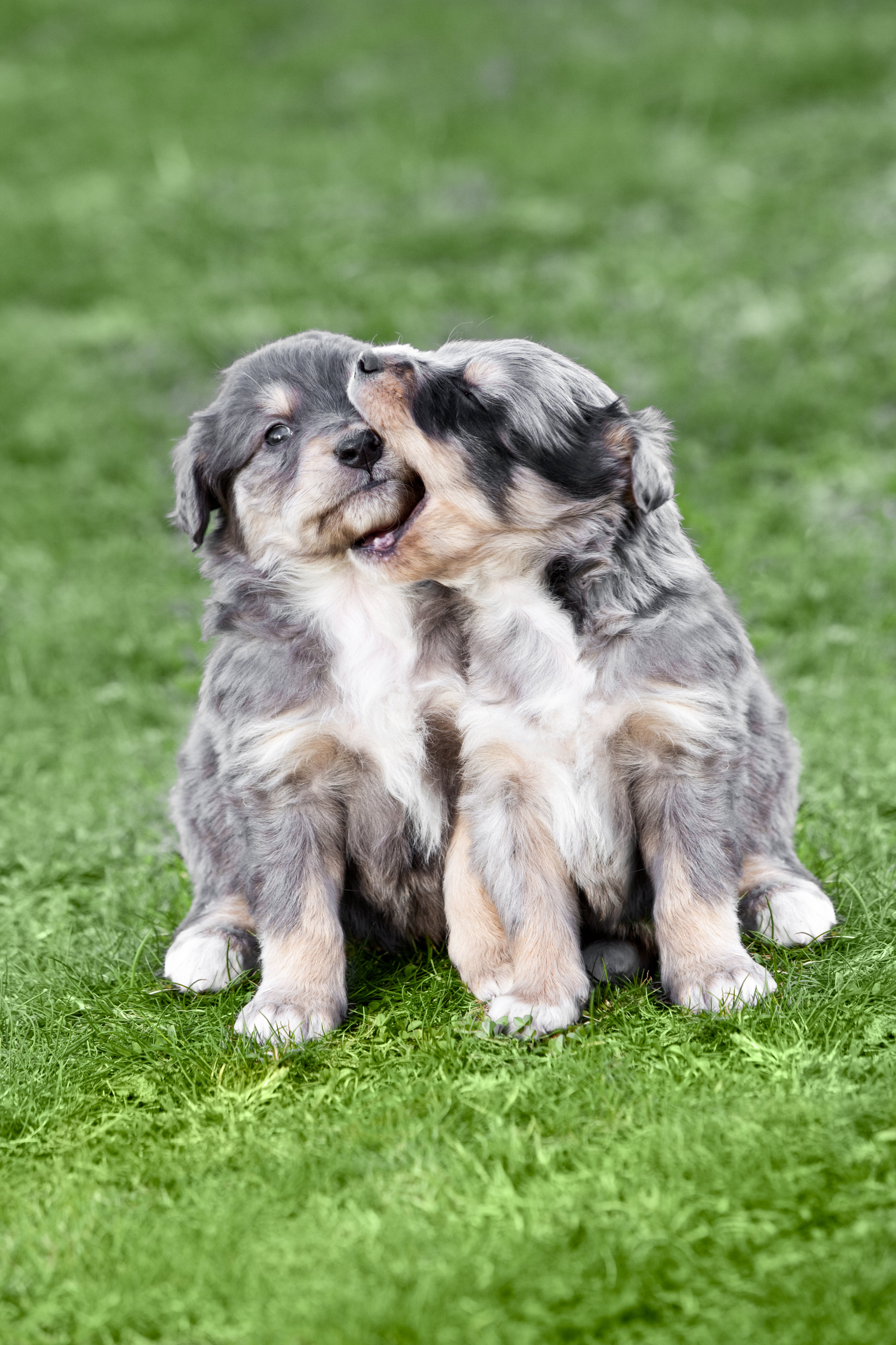 17 Stories Two Beautiful Puppy by - Wrapped Canvas Photograph | Wayfair ...