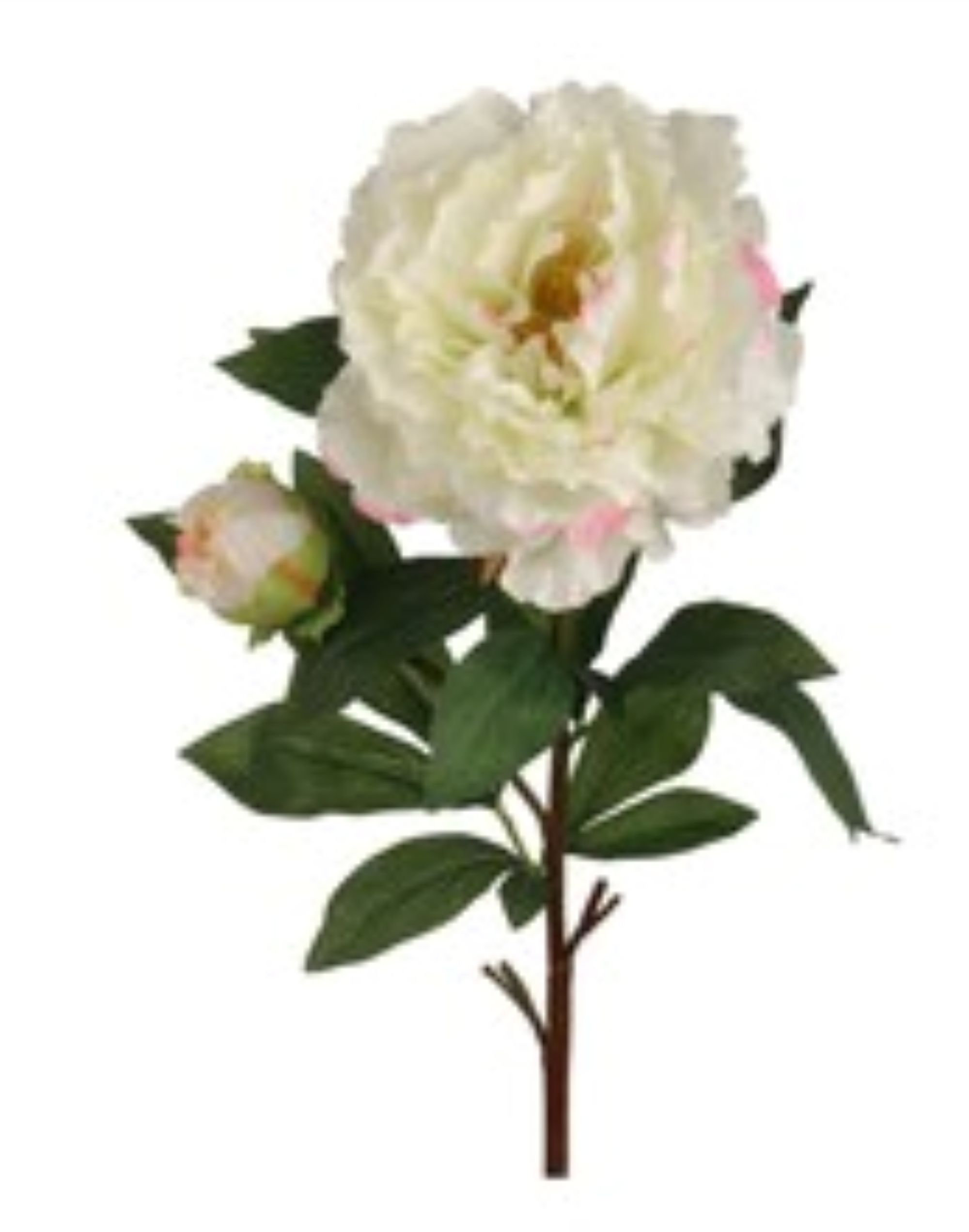 Primrue 30" Peony Stem | Wayfair
