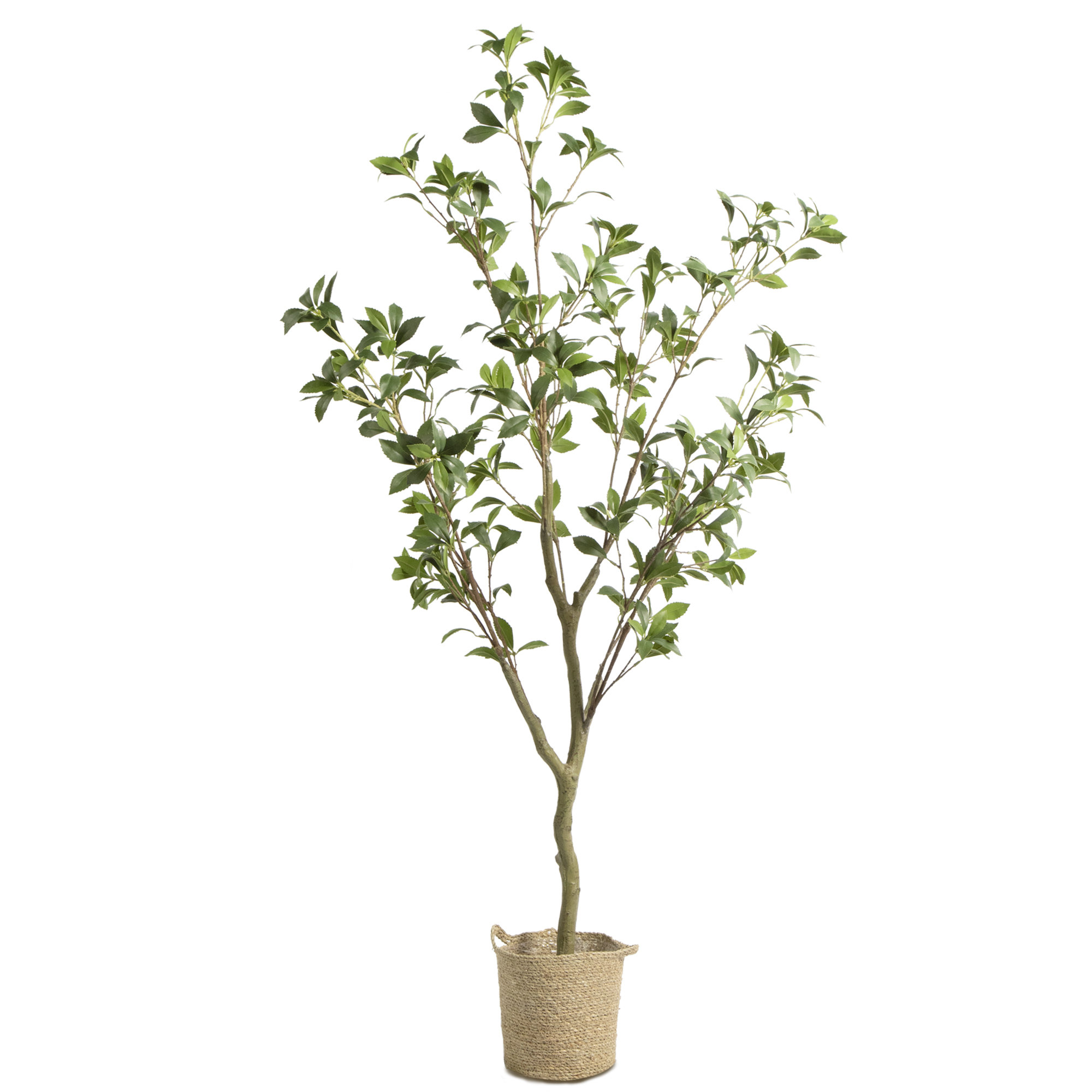 Primrue 59" Faux Eucalyptus Tree In Pot Pieris Japonica Tree For Home ...