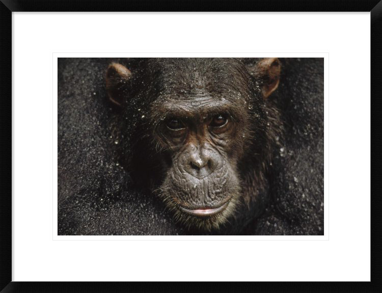 Global Gallery 'Chimpanzee Called Frodo In The Rain' Framed ...