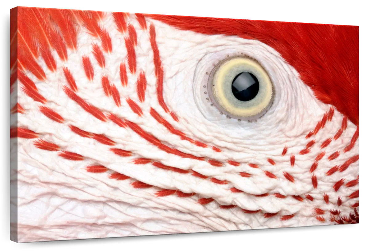 Ebern Designs Brampt Macaw Parrot Eye | Wayfair