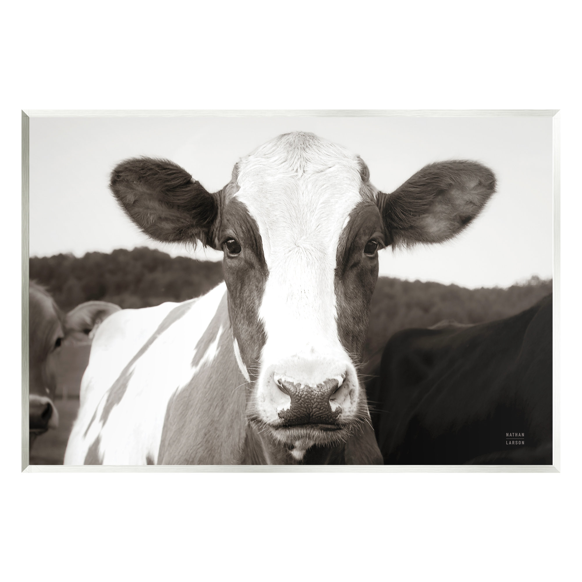 Stupell Industries Aw-555-Giclee Cow Portrait Farm Landscape Framed by ...