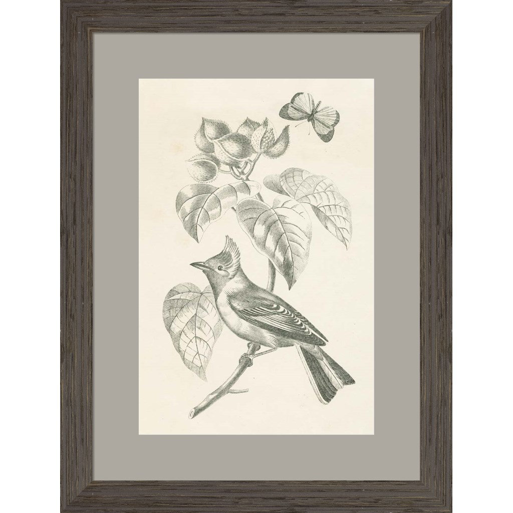 Alcott Hill® French Bird Drawing by Wild Apple Portfolio - Picture ...
