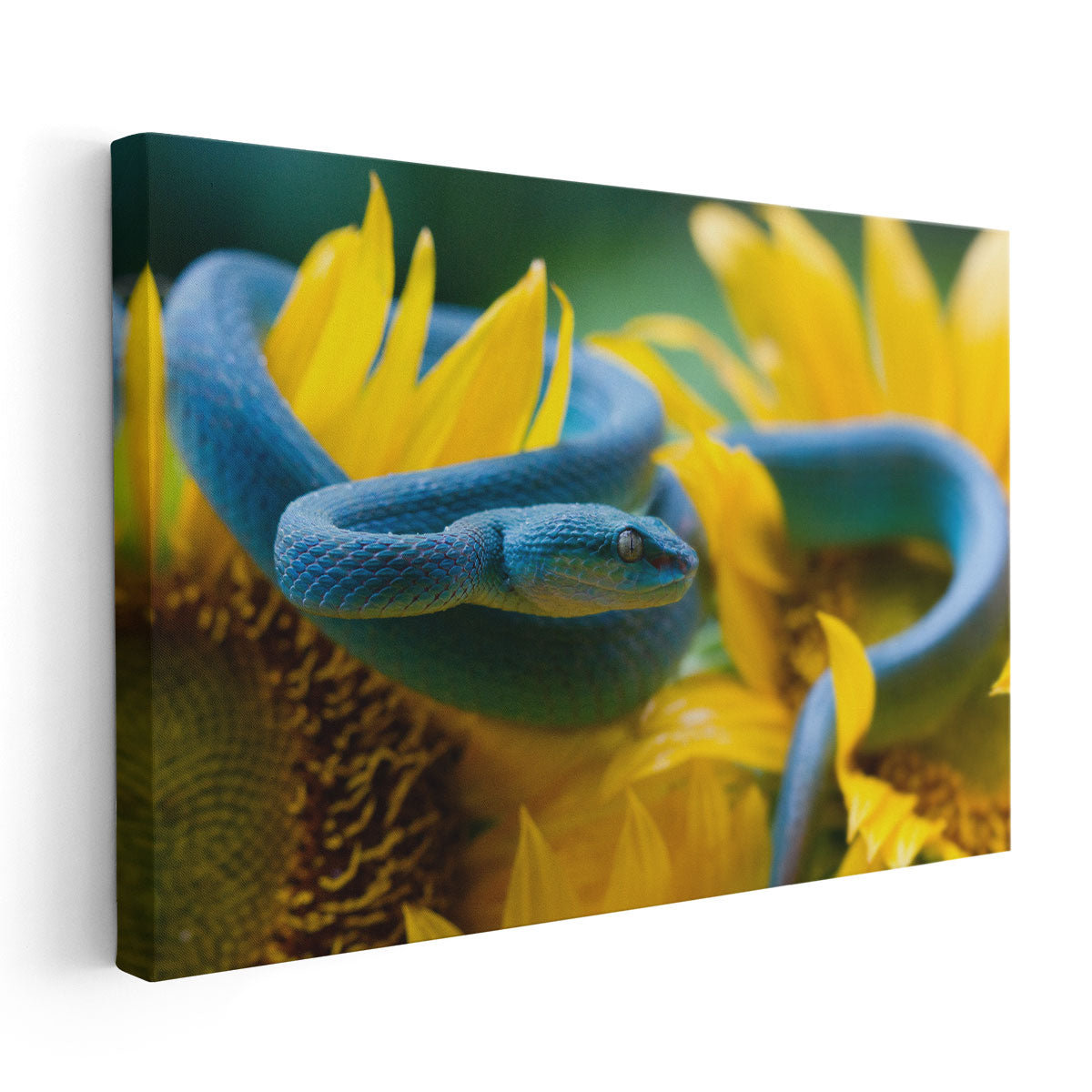 Latitude Run® Blue Viper Snake On Sunflower - Canvas Print Wall Art ...