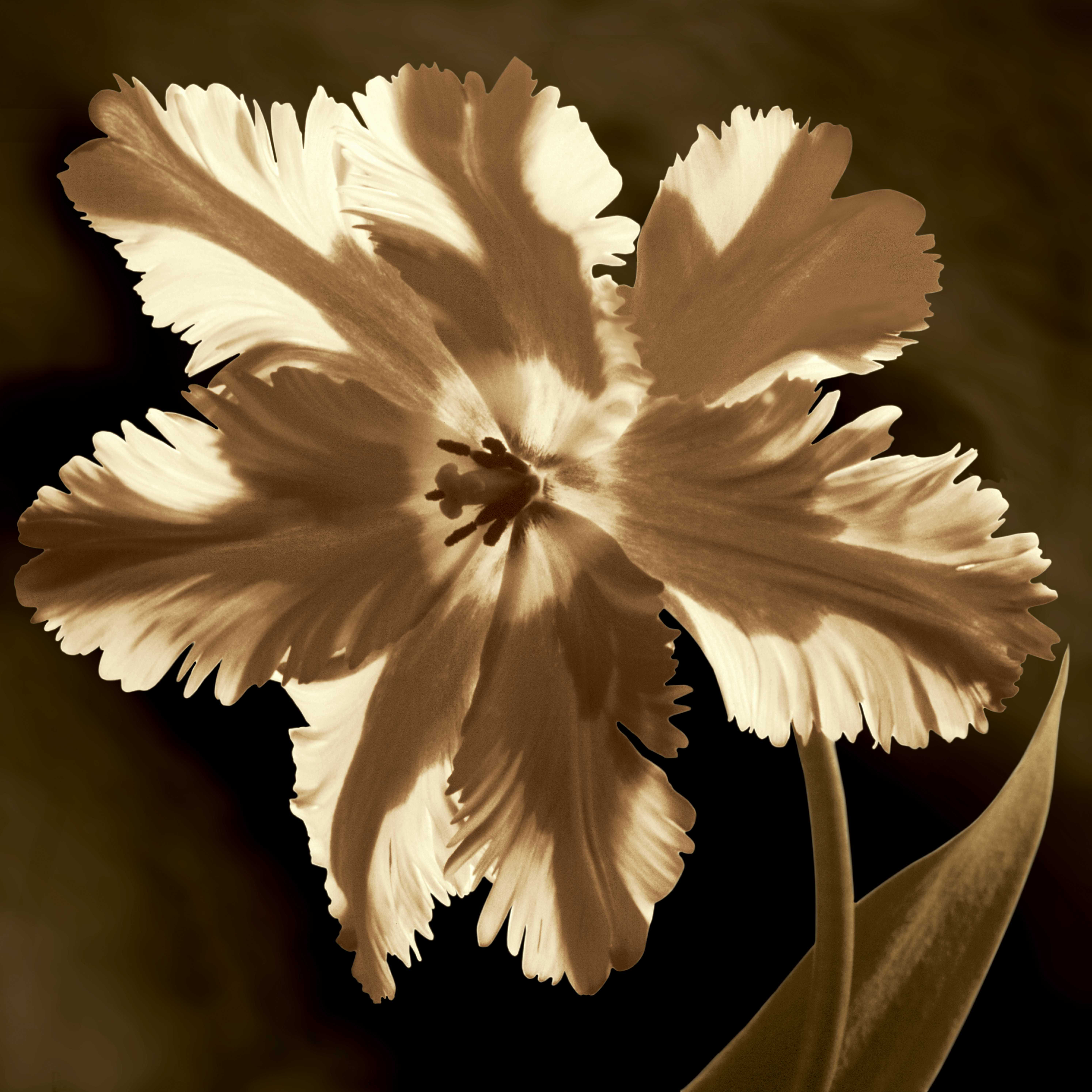 Ebern Designs Parrot Tulip I by Caroline Kelly - Wrapped Canvas Print ...
