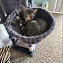 Archie & Oscar™ Timmins 78.3" Multi-Level Cat Tree with Cat Scratching ...