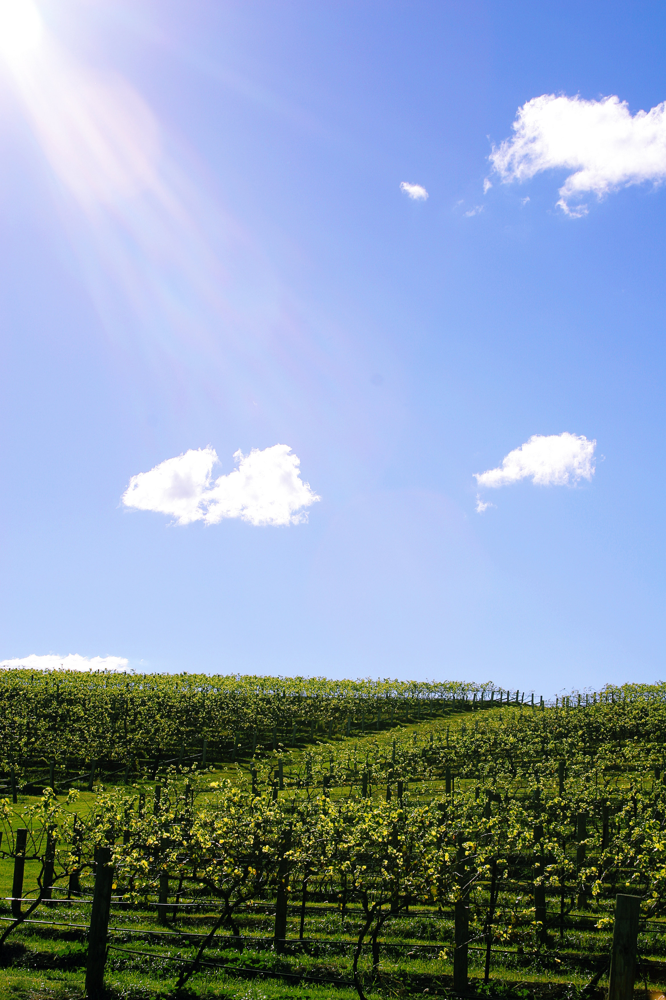 Ebern Designs Beautiful Vineyard - Wrapped Canvas Photograph | Wayfair