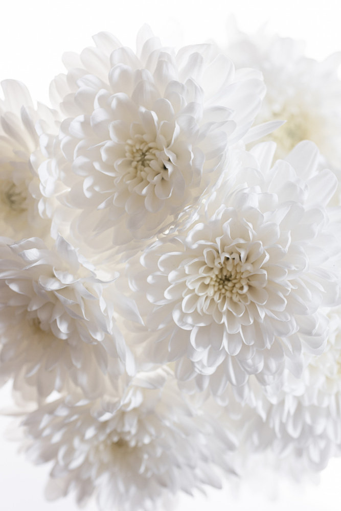 Brayden Studio White Flowers 1 | Wayfair.co.uk