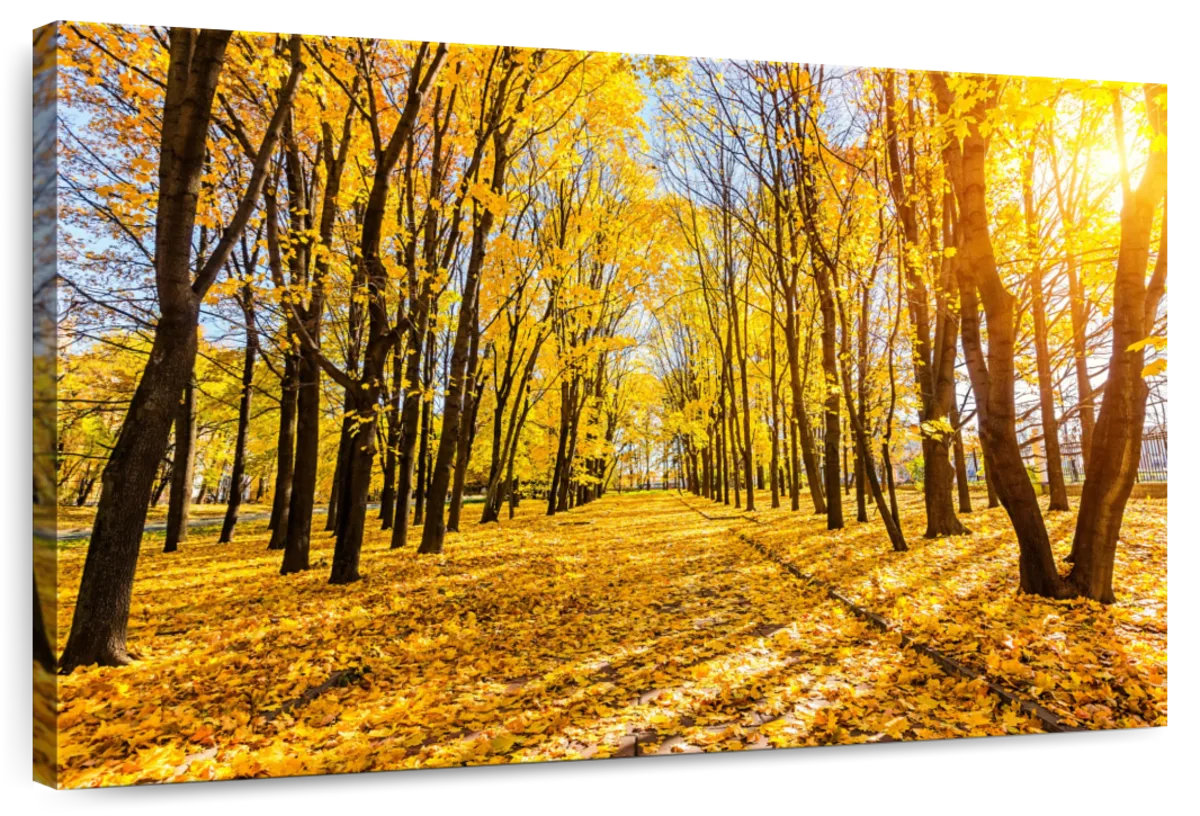 Millwood Pines Alvord Sunny Autumn Pathway | Wayfair