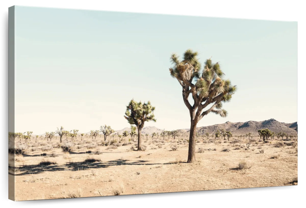 Lark Manor™ Harnek Joshua Tree Desert | Wayfair