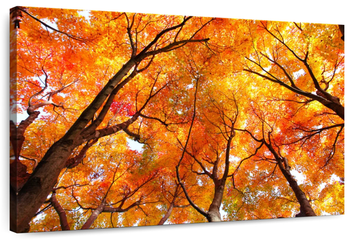 Millwood Pines Alvord Maple Tree Autumn Canopy - Wayfair Canada