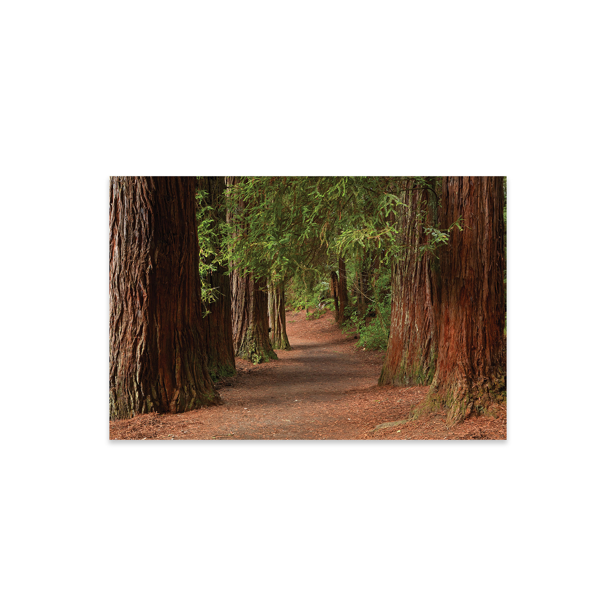Millwood Pines Walking Track Through The Redwoods (Whakarewarewa Forest ...