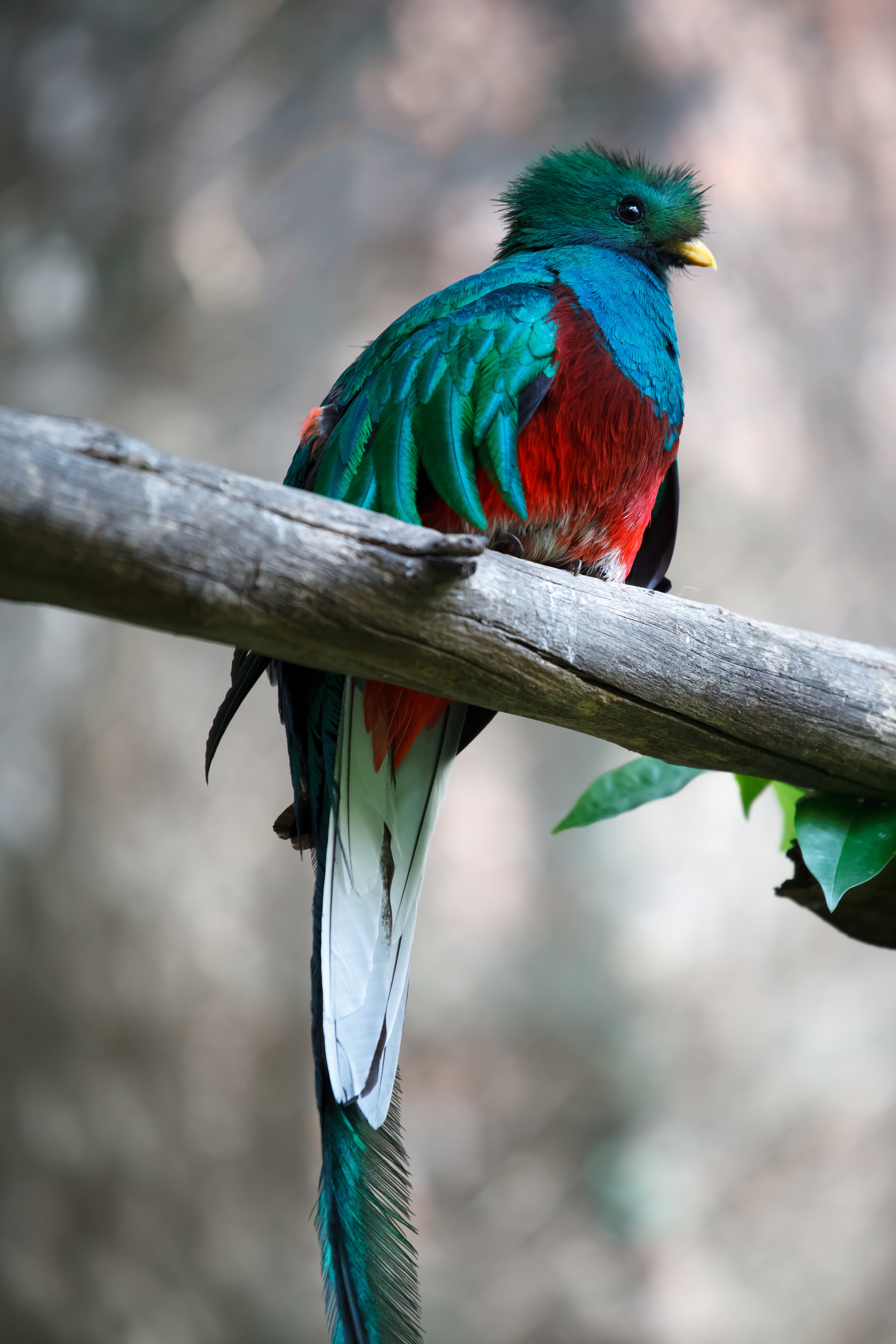Ebern Designs A Rare Quetzal by Chepenicoli - Wrapped Canvas Photograph ...