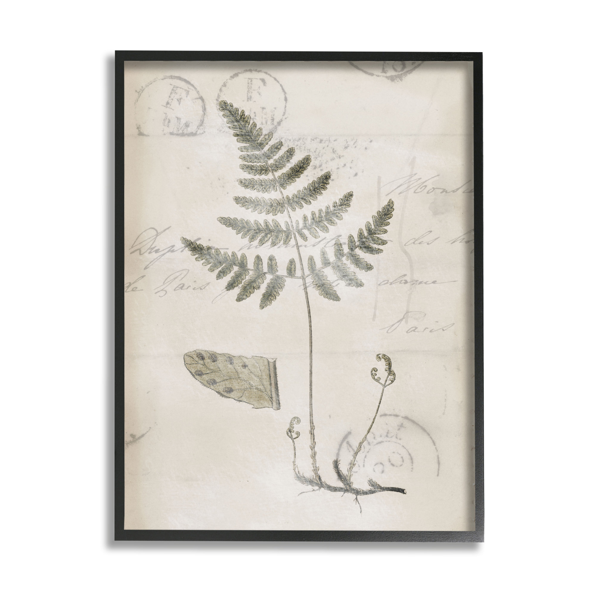 Stupell Industries Antique Fern Woodland Plant Study Framed Giclee Art ...