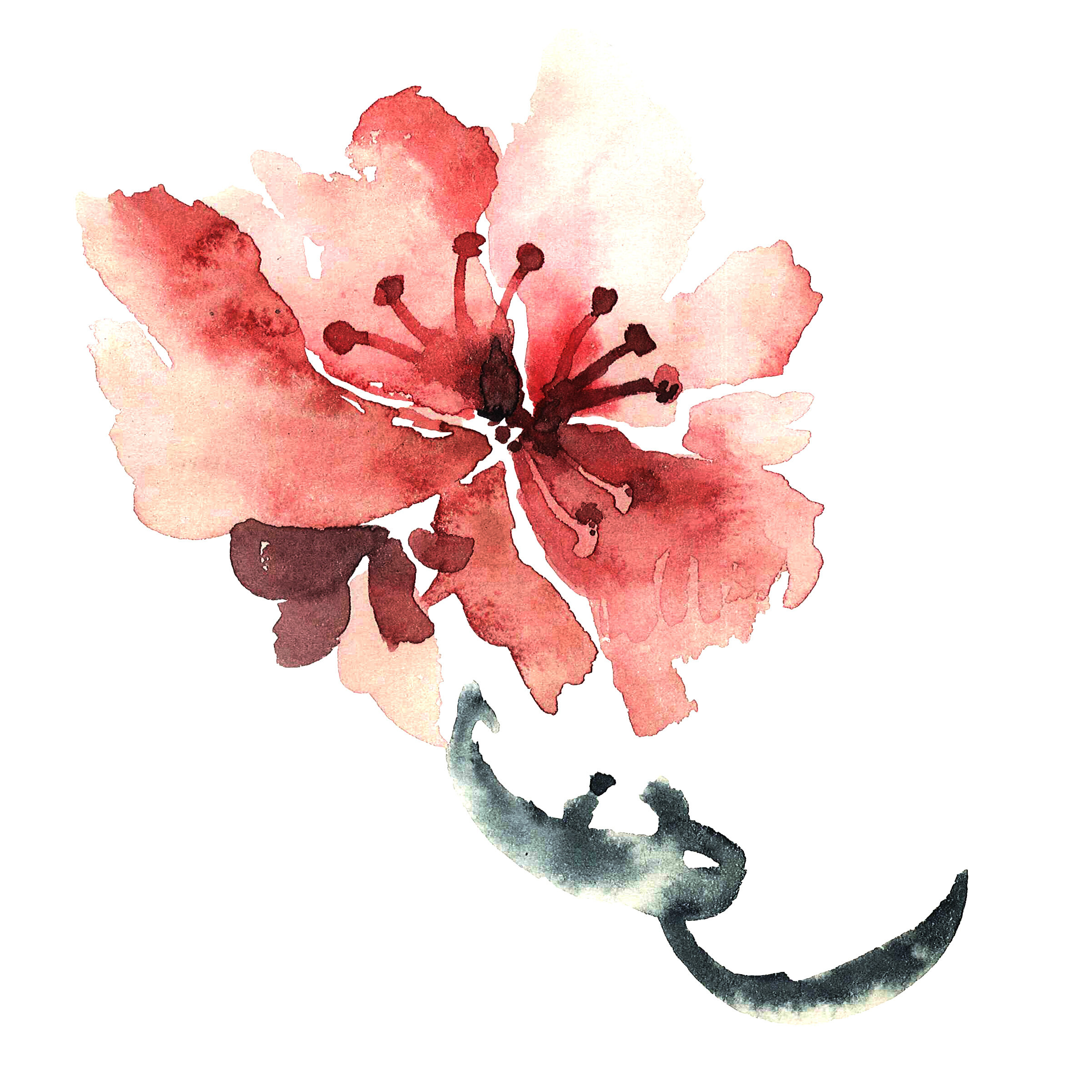 Winston Porter Keyonni Sakura Flower On Canvas by Ola_Tarakanova ...