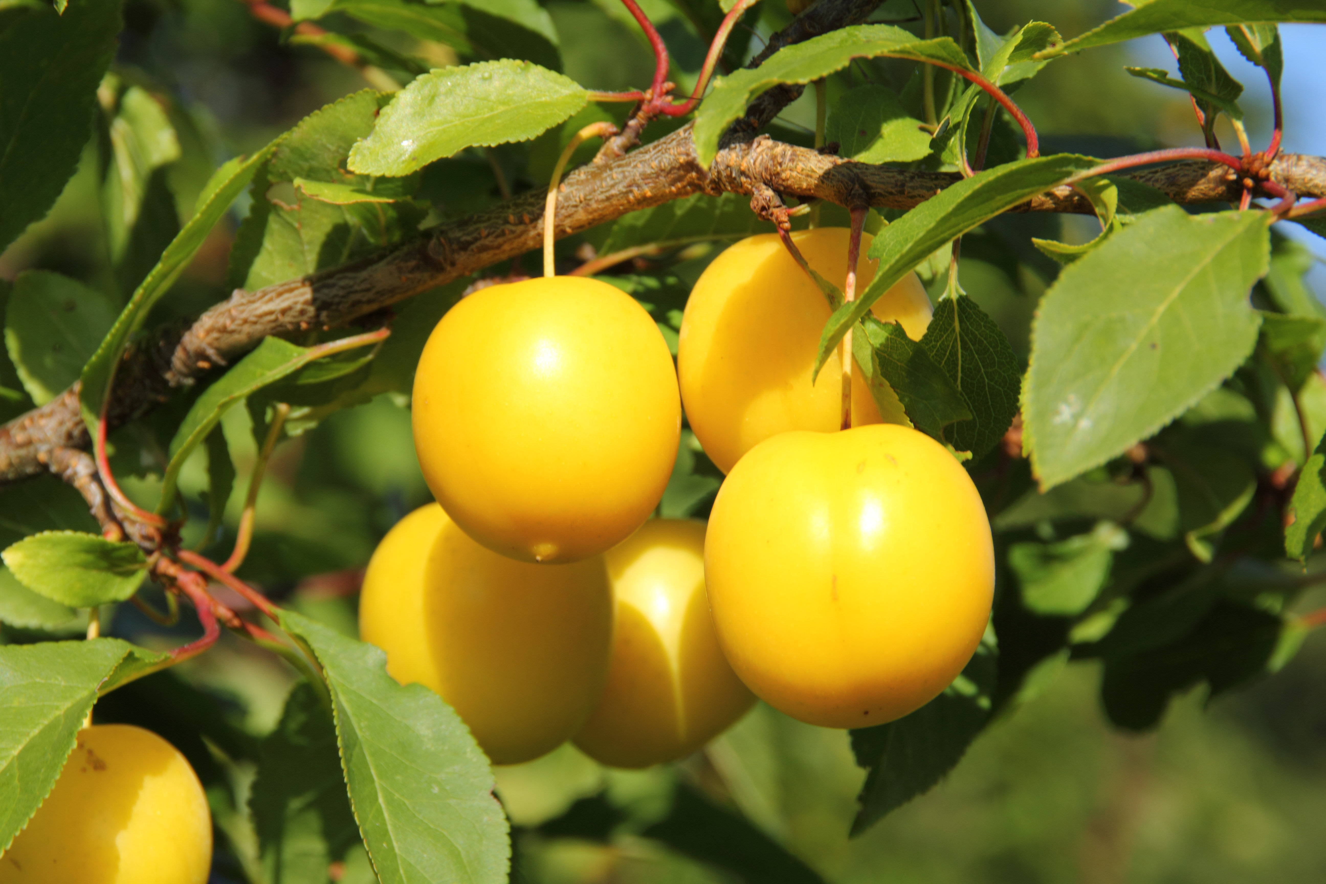 Ebern Designs Yellow Mirabelle Prunus Cerasifera Plums by Pejft | Wayfair