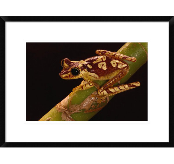 Global Gallery 'Chachi Tree Frog Adult' Framed Photographic Print ...