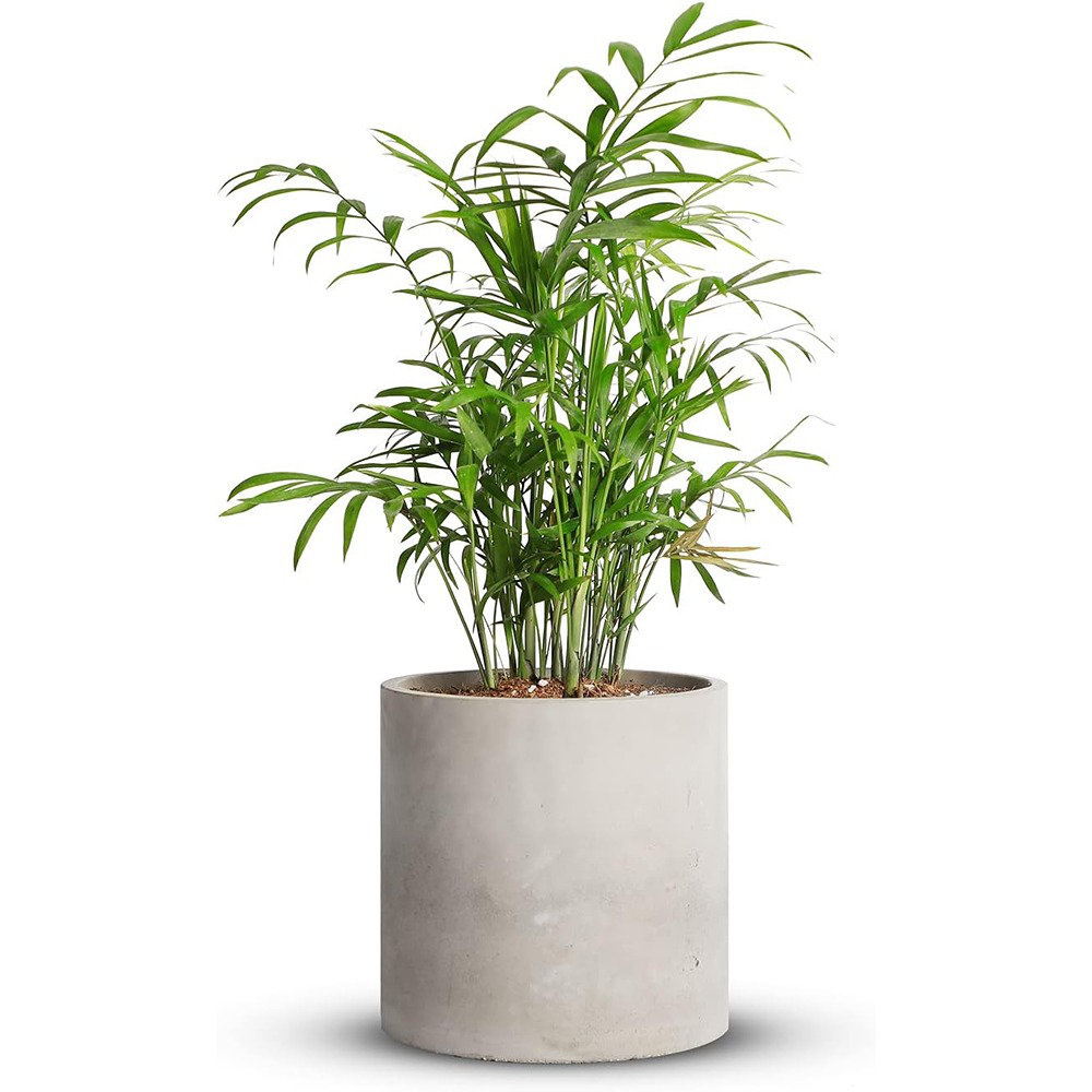 Wrought Studio™ Cement Plant Pots Indoor Concrete Planter Pot For ...