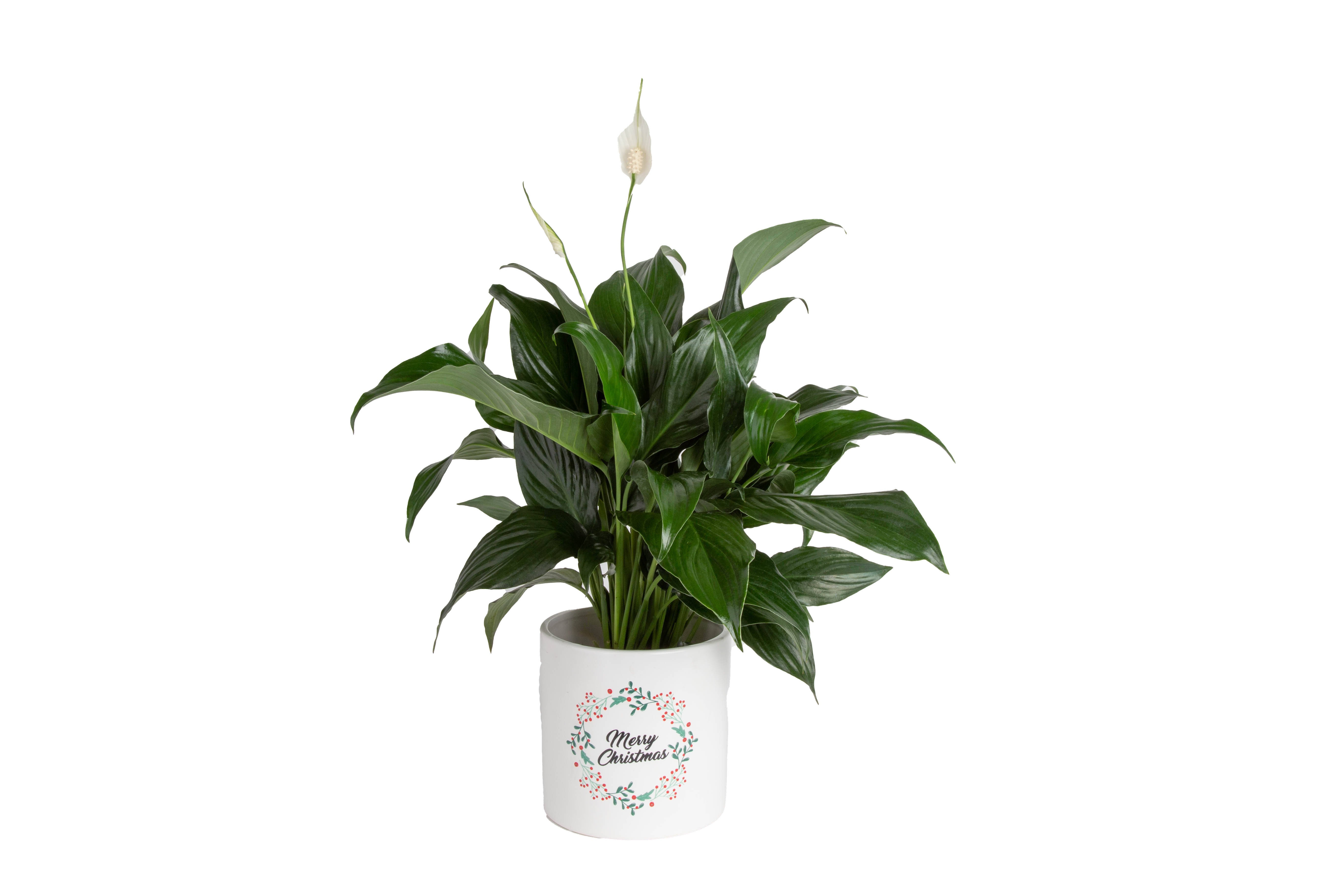 Costa Farms Indoor Peace Lily Spathiphyllum House Plant in 6-inch ...