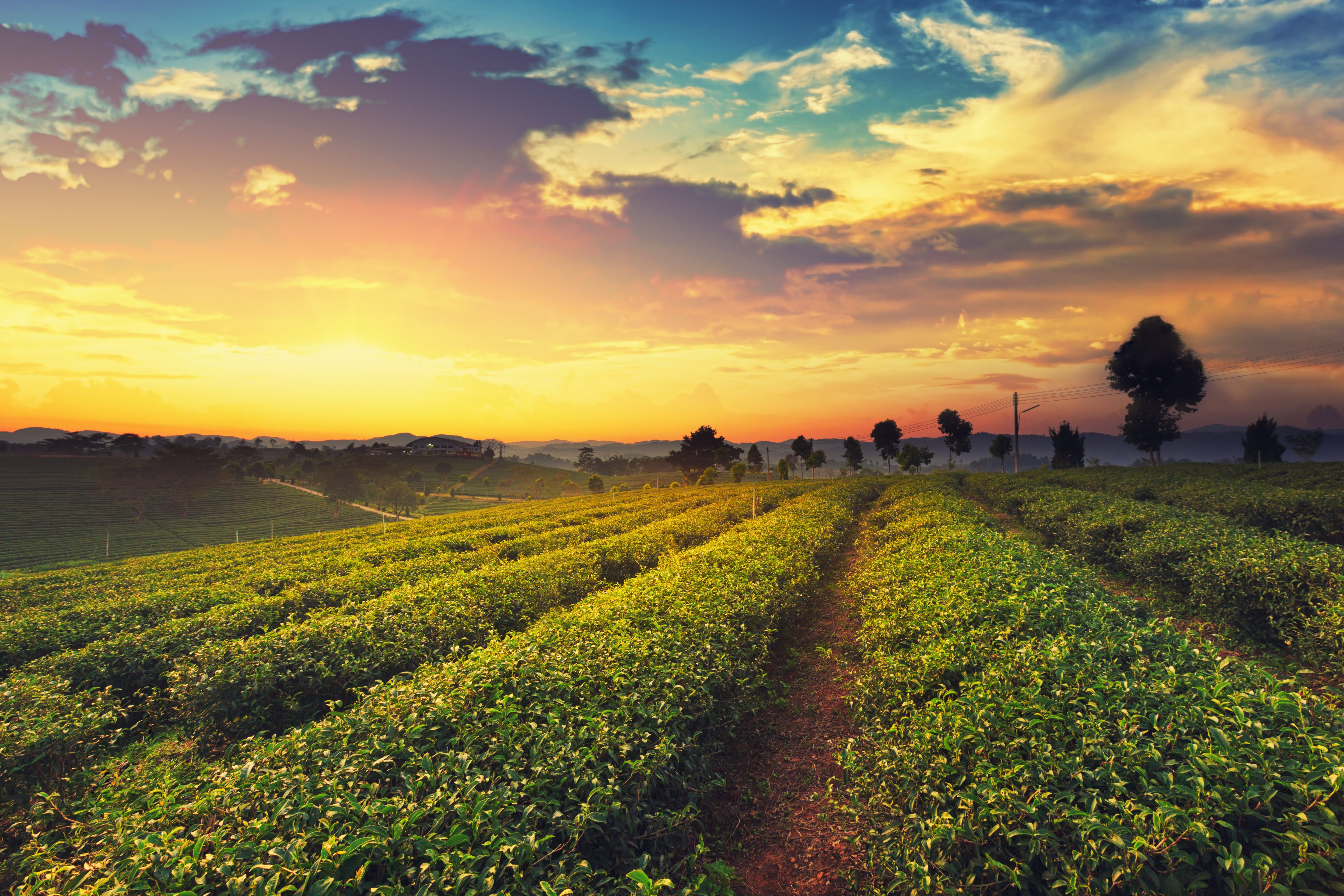 Ebern Designs Lujano Tea Plantation On Sunset On Canvas by Wiratgasem ...