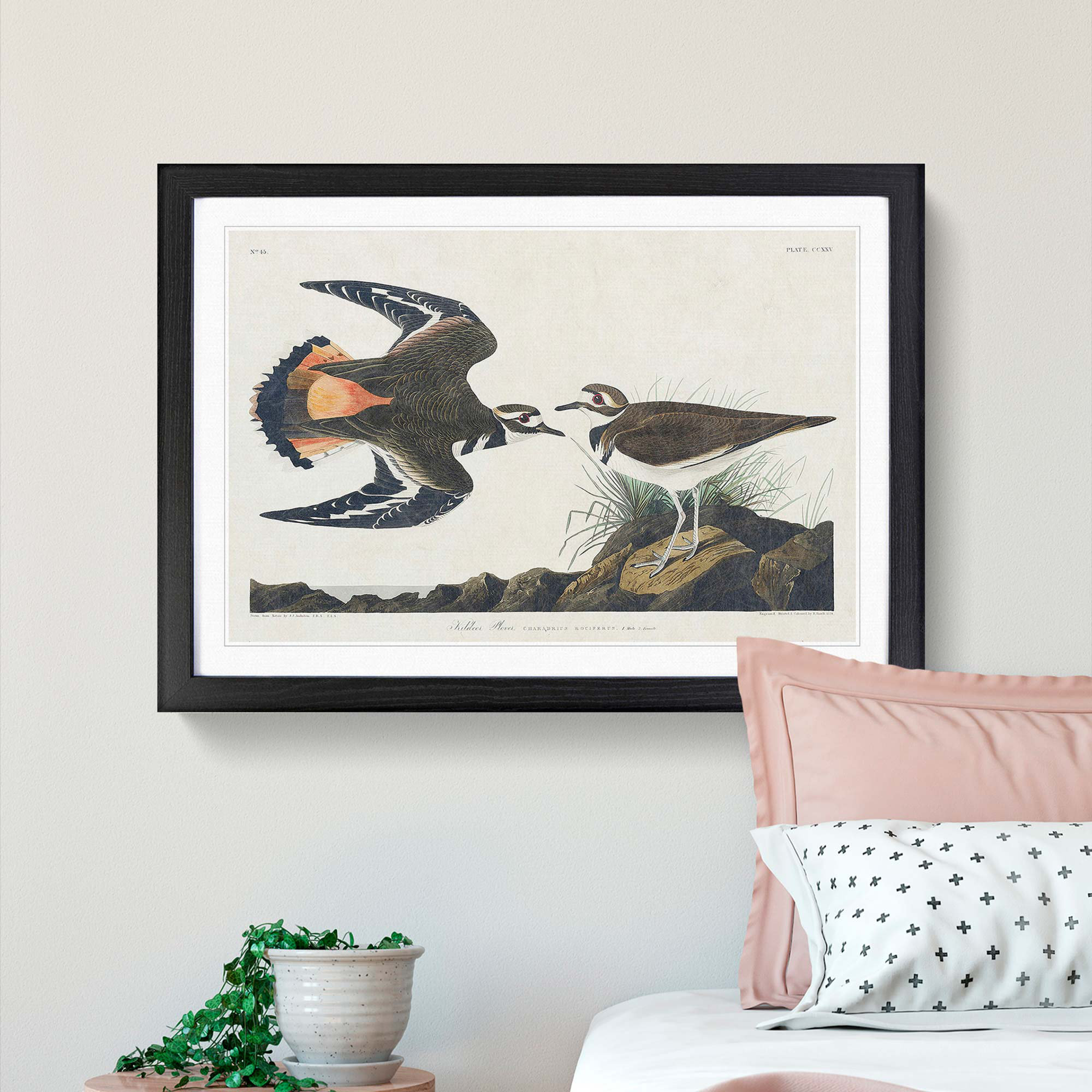 East Urban Home Kildeer Plover by John James Audubon - Picture Frame ...