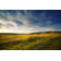17 Stories Wide Open Field by Quirex - Print | Wayfair.co.uk