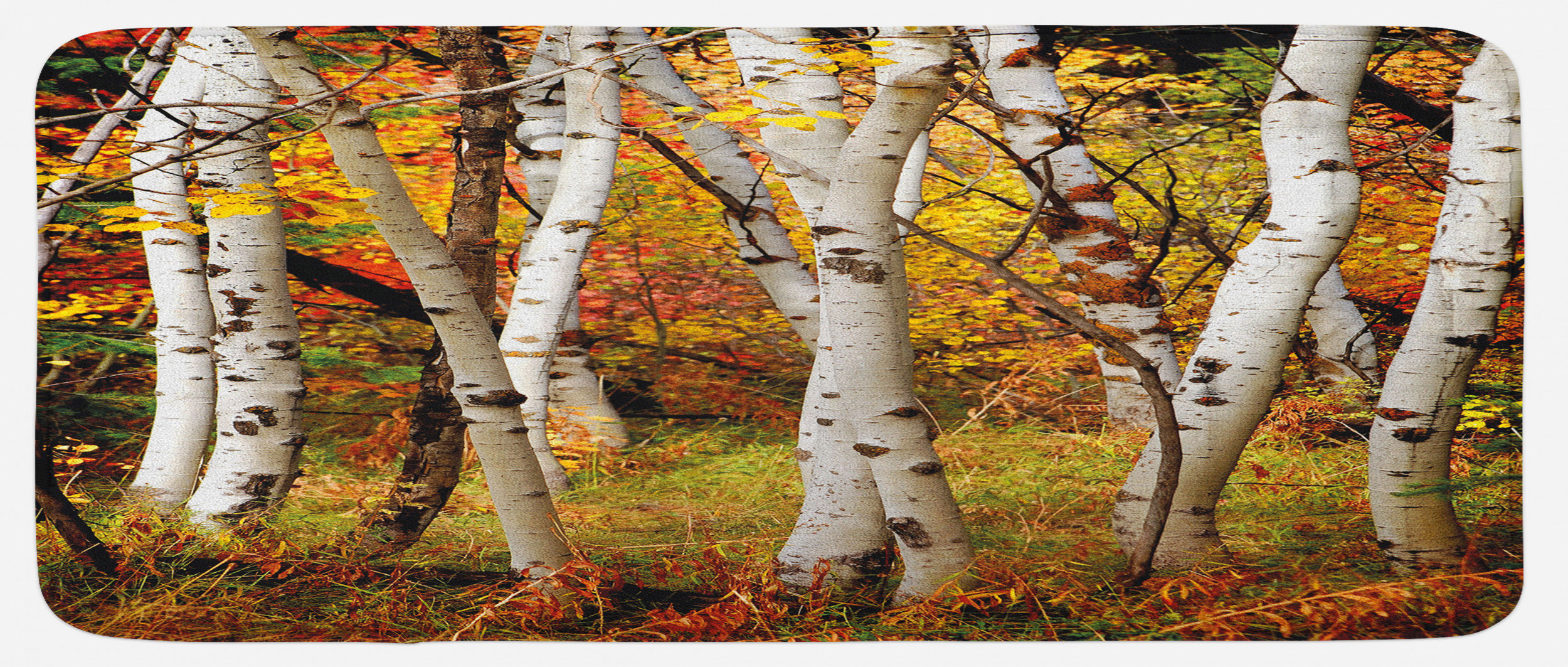 East Urban Home White Fall Birch Trees With Autumn Leaves Growth ...