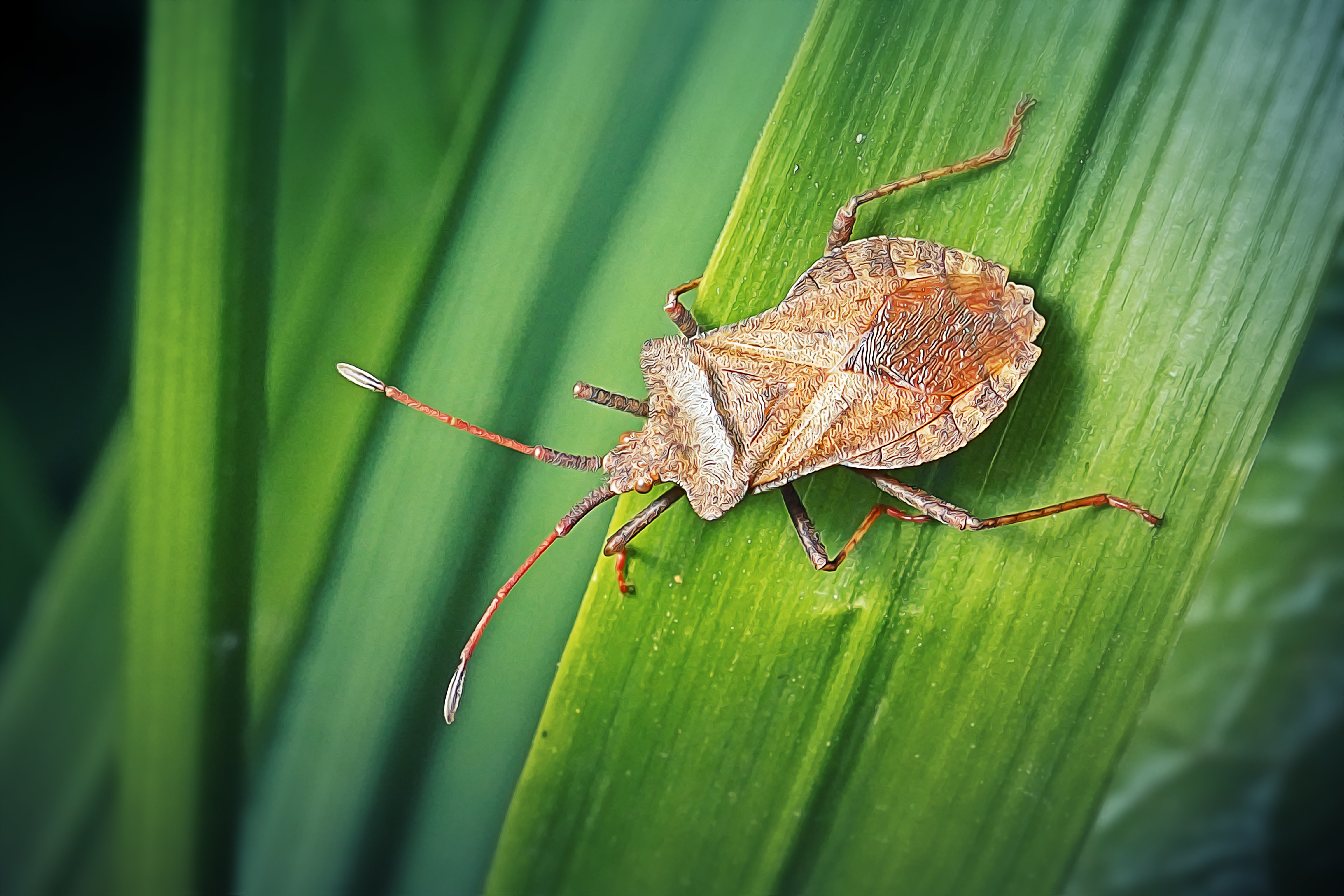 Latitude Run® Dock Bug Insect by Frankramspott | Wayfair