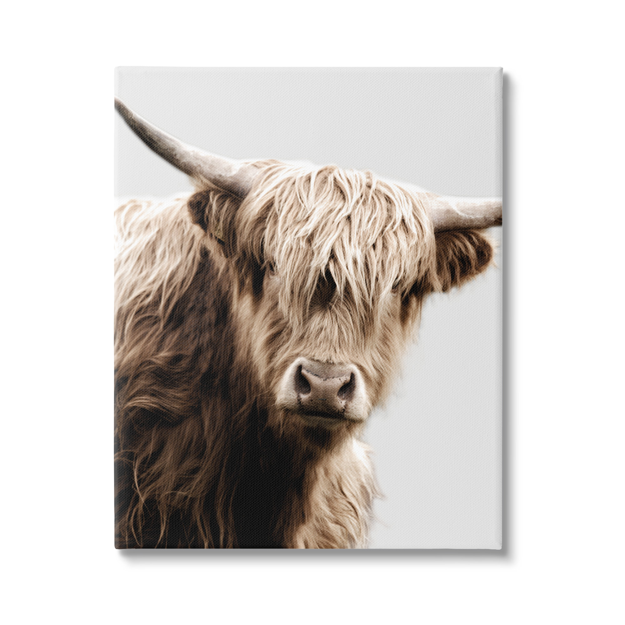 Millwood Pines Wooly Cattle Portrait by Danita Delimont | Wayfair