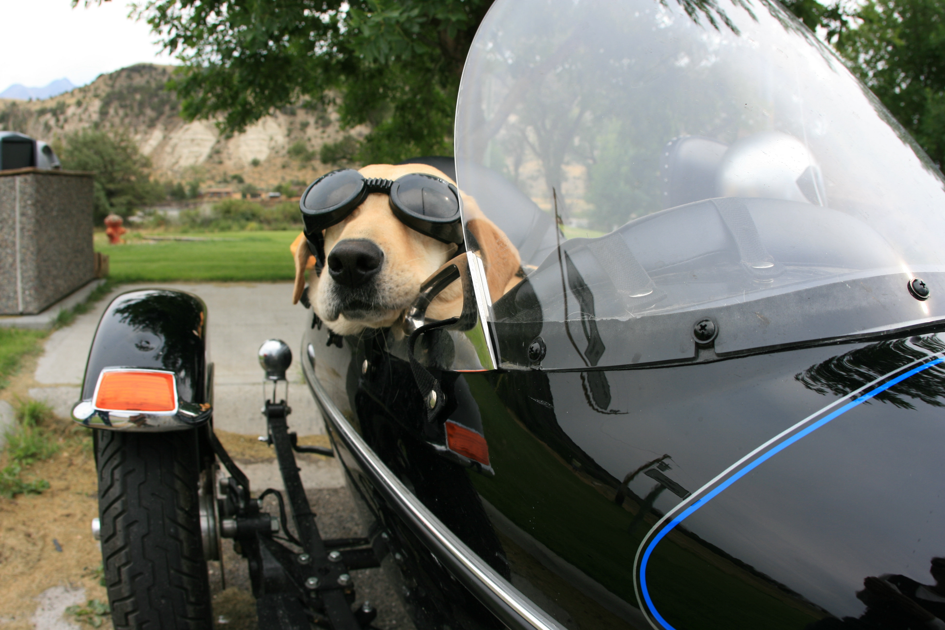 Ebern Designs Dog in Motorcycle Sidecar by Aitcheyedigital - Wrapped ...