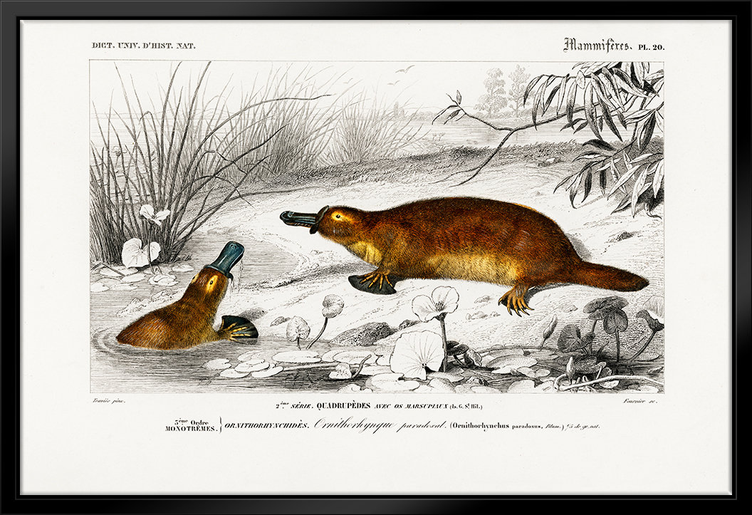 ATX Art Group LLC Platypus-Giclee On Canvas With Float Frame_ - Wayfair ...