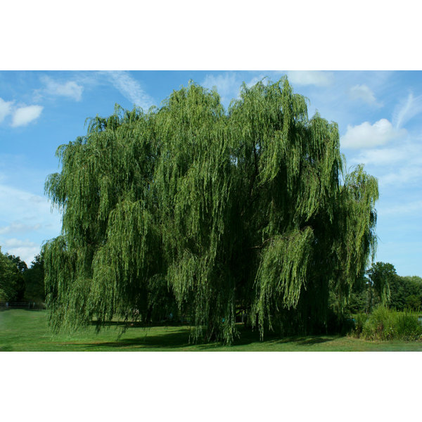 Millwood Pines Willow Tree - Wrapped Canvas Photograph | Wayfair