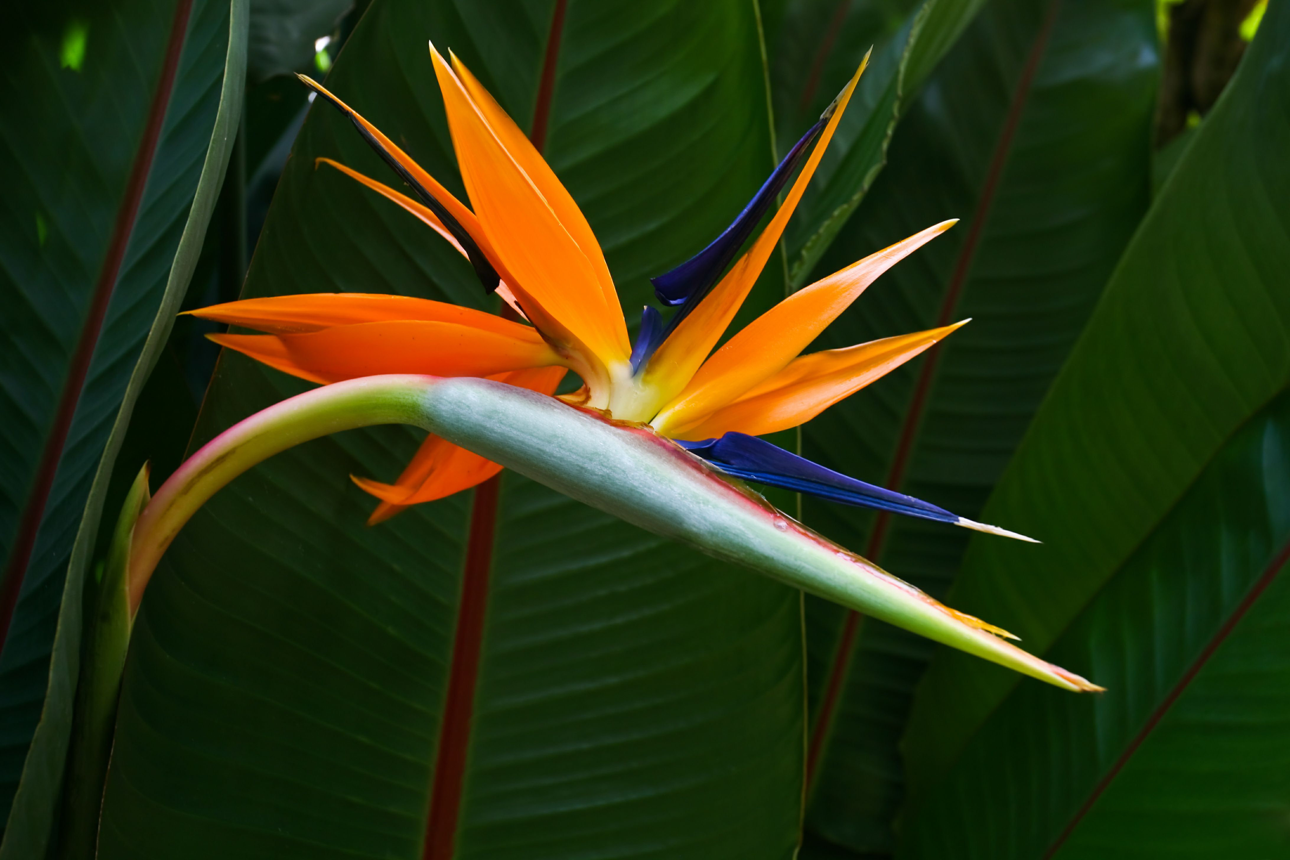 Bay Isle Home™ Bucksport Bird Of Paradise by - Wrapped Canvas ...