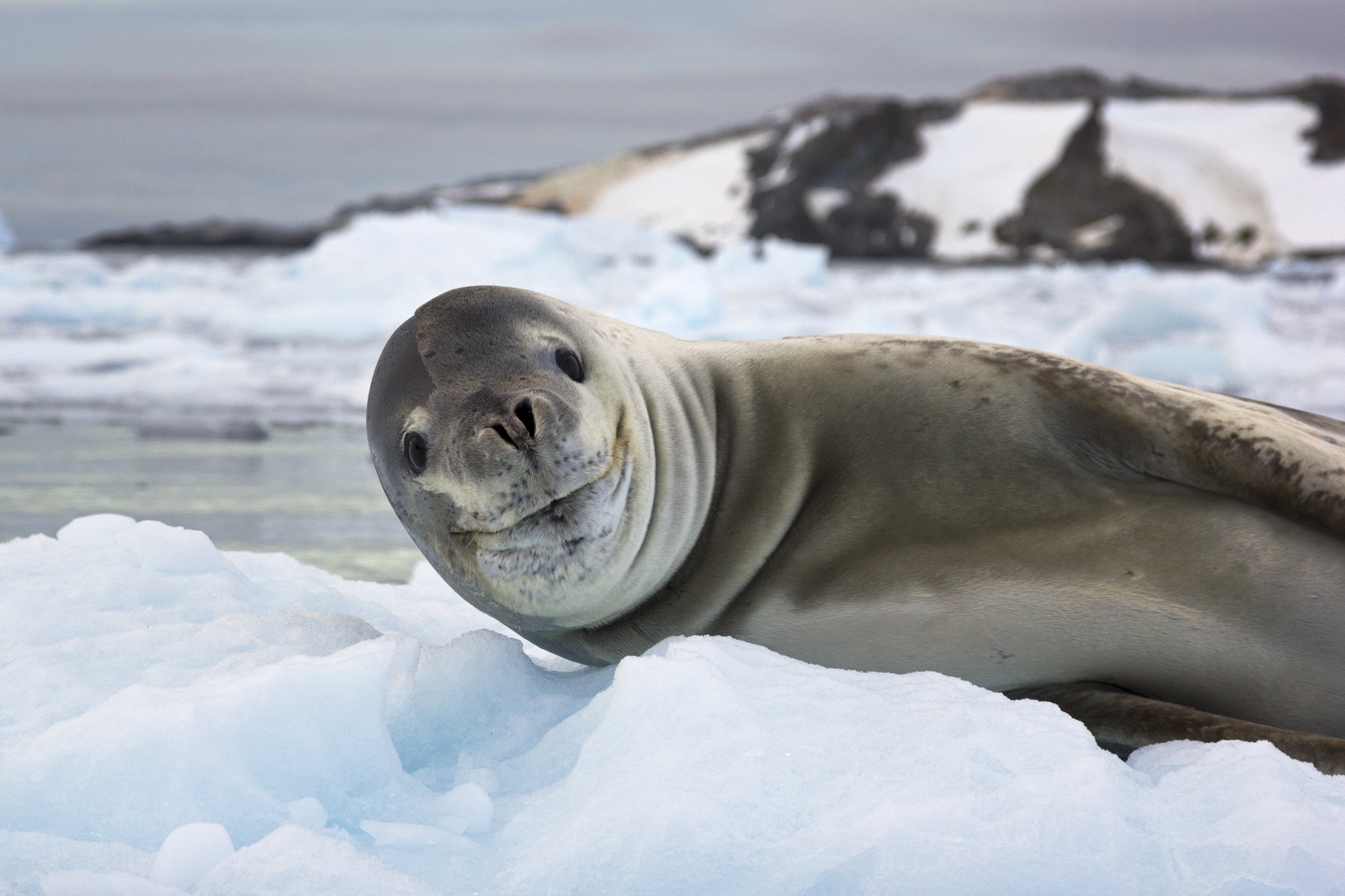 Ebern Designs Smiling Sea Lion - Wrapped Canvas Photograph | Wayfair
