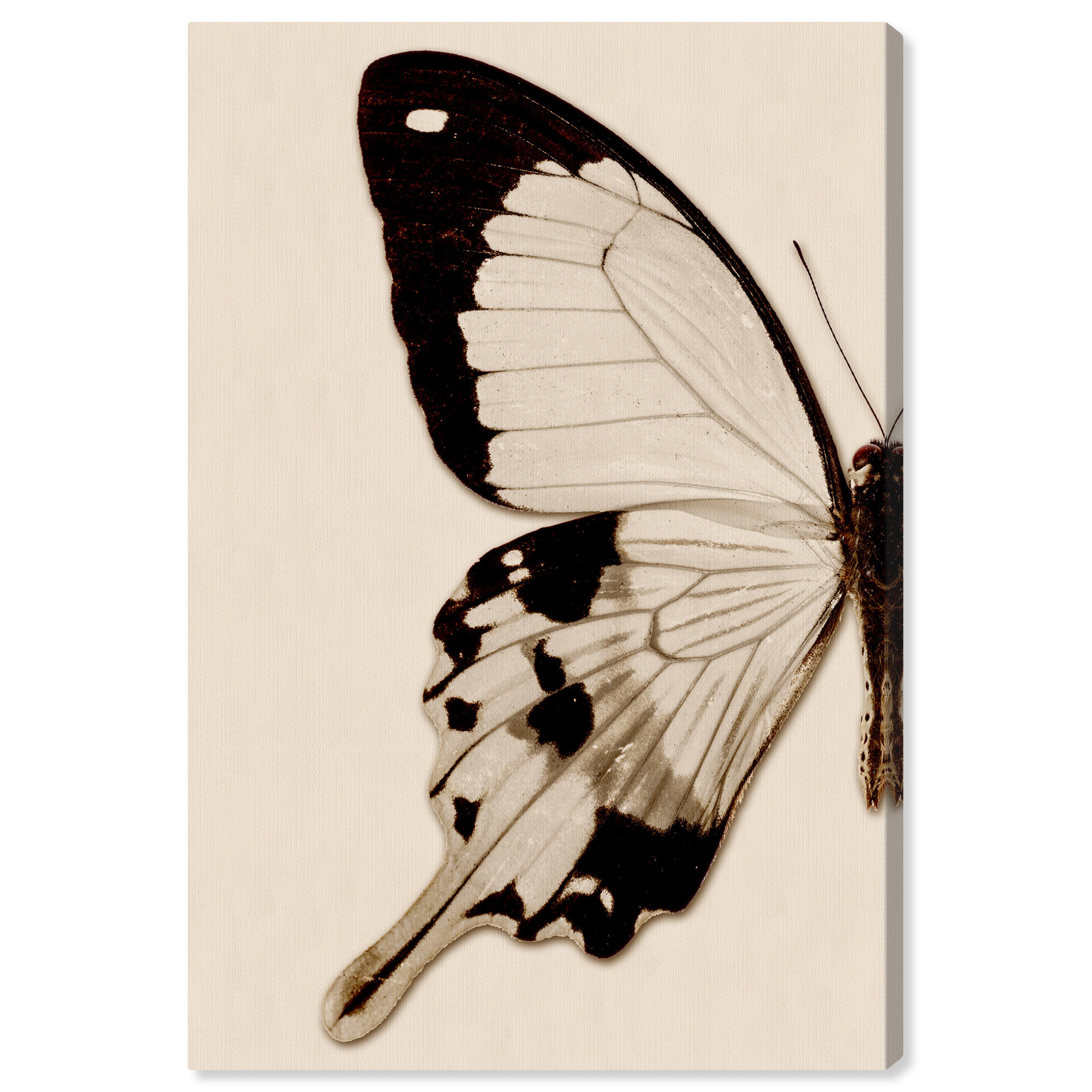 Oliver Gal Prints Animals Sepia Butterfly I Insects - Graphic Art on ...