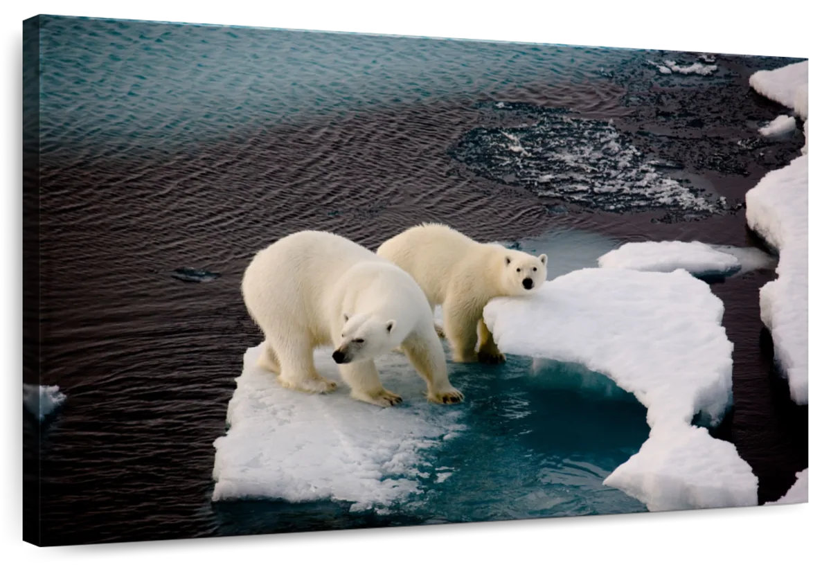 Ebern Designs Crowle Ice Floe Polar Bear | Wayfair