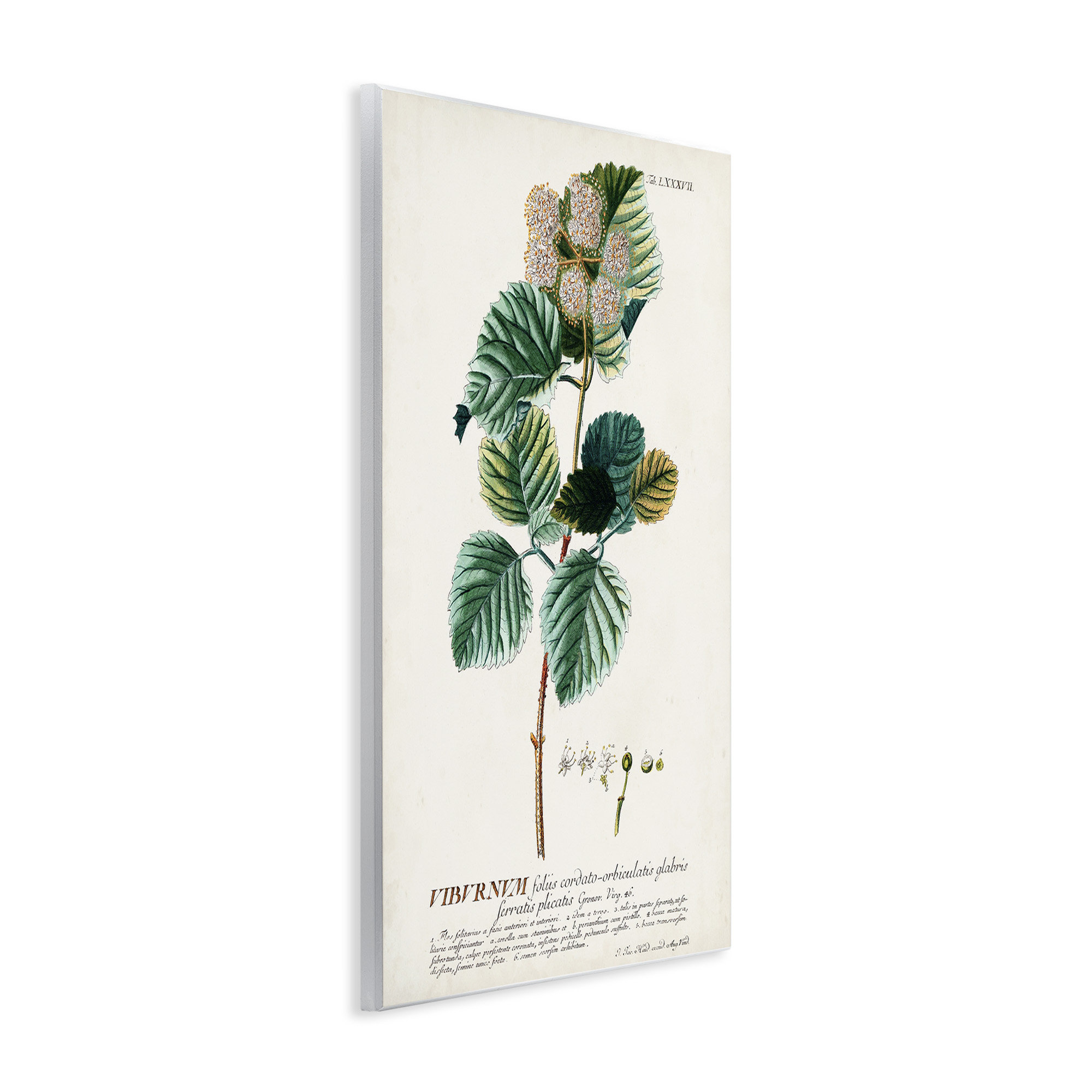 Stupell Industries Scientific Botanical Plant Seeds Wall Plaque Art by ...