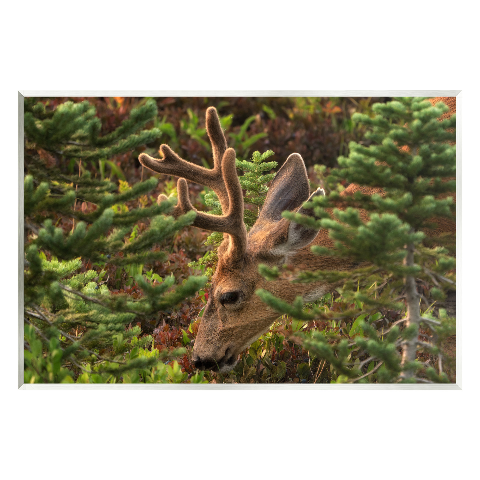 Stupell Industries Deer Forest Nature Vegetation Wall Plaque Art By ...