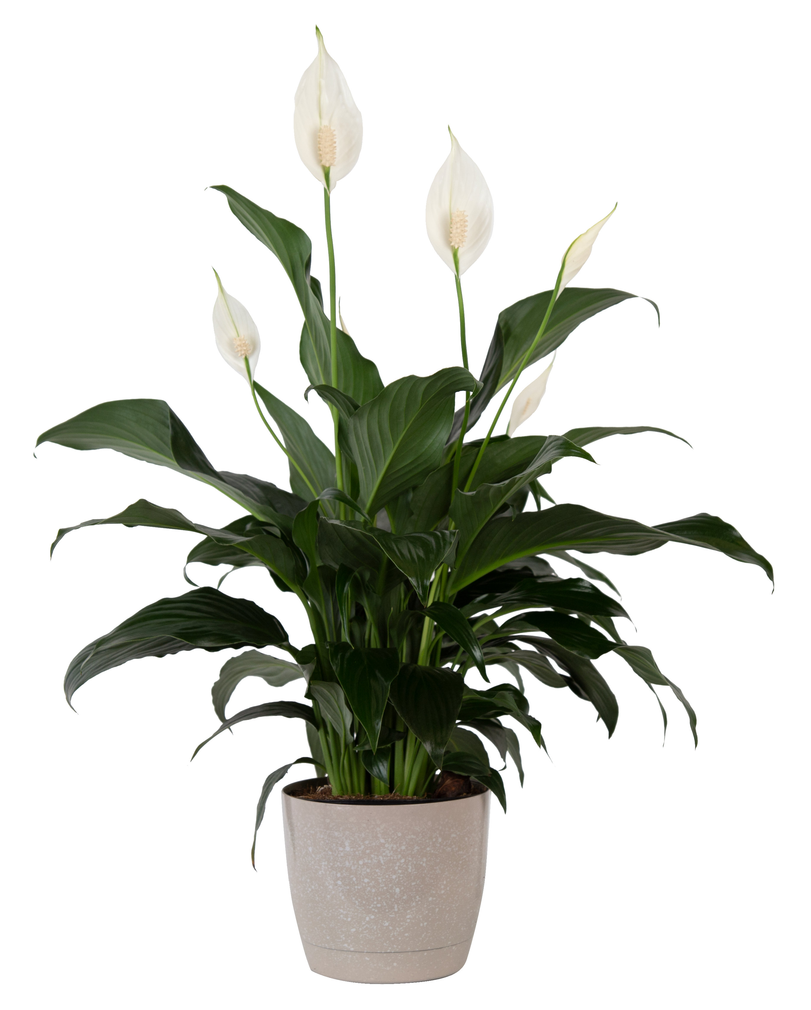Costa Farms Indoor Peace Lily Spathiphyllum House Plant in 6-inch Décor ...